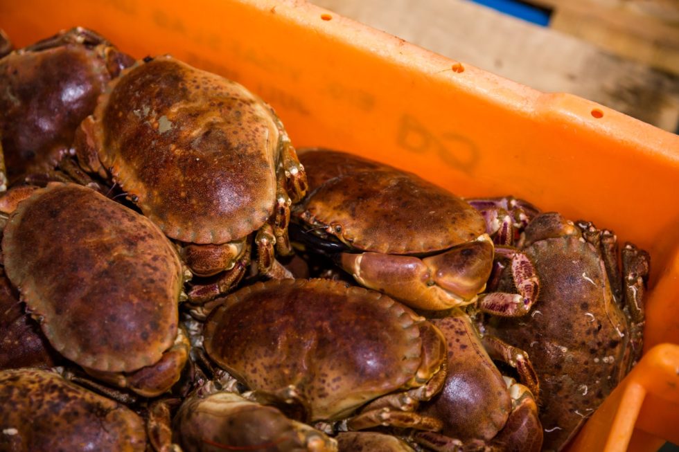 Description des crustacés - Manche Marée - Rouen Marée - Caen Marée ...